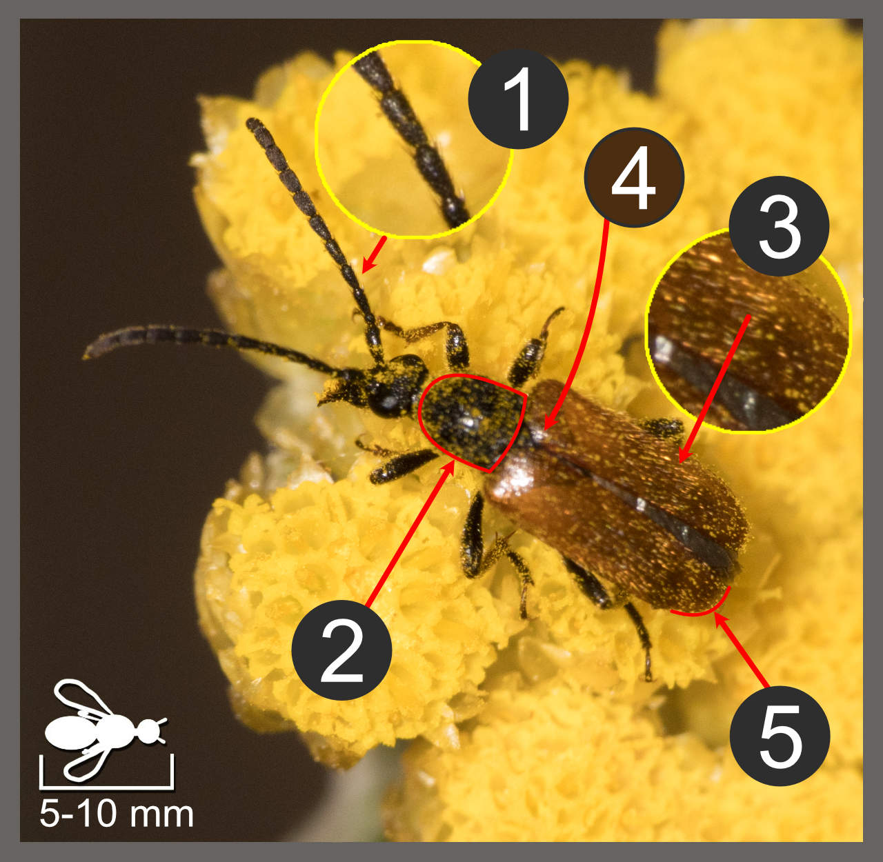Lepture livide - Pseudovadonia livida | Identifier un insecte