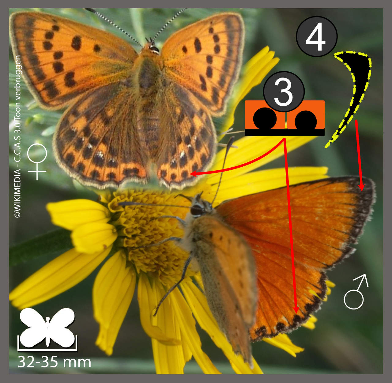 Cuivré de la Verge-d'Or - Lycaena virgaureae | Identifier un insecte