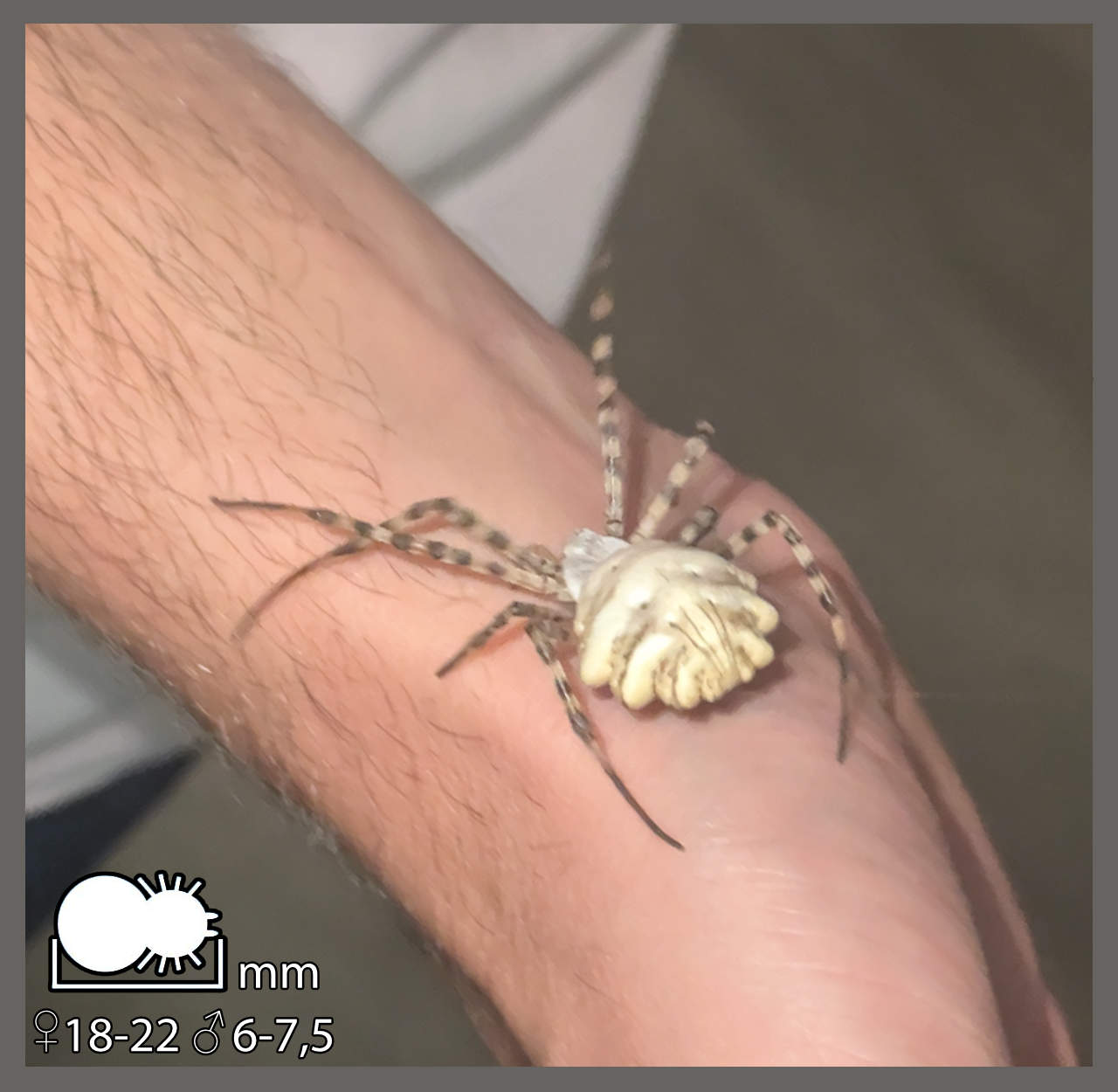 Argiope lobée - Argiope lobata | Identifier un arachnide