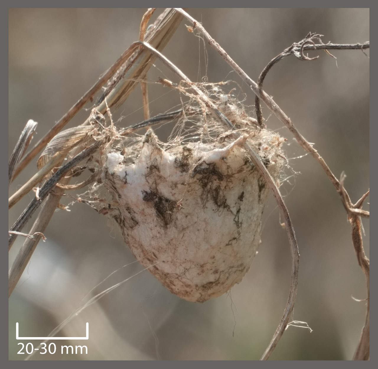 Argiope lobée - Argiope lobata | Identifier un arachnide