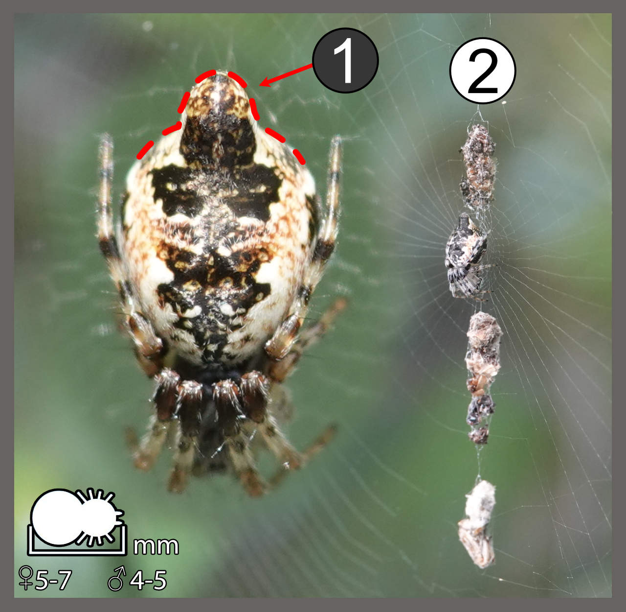Cycloses - Cyclosa sp. | Identifier un arachnide