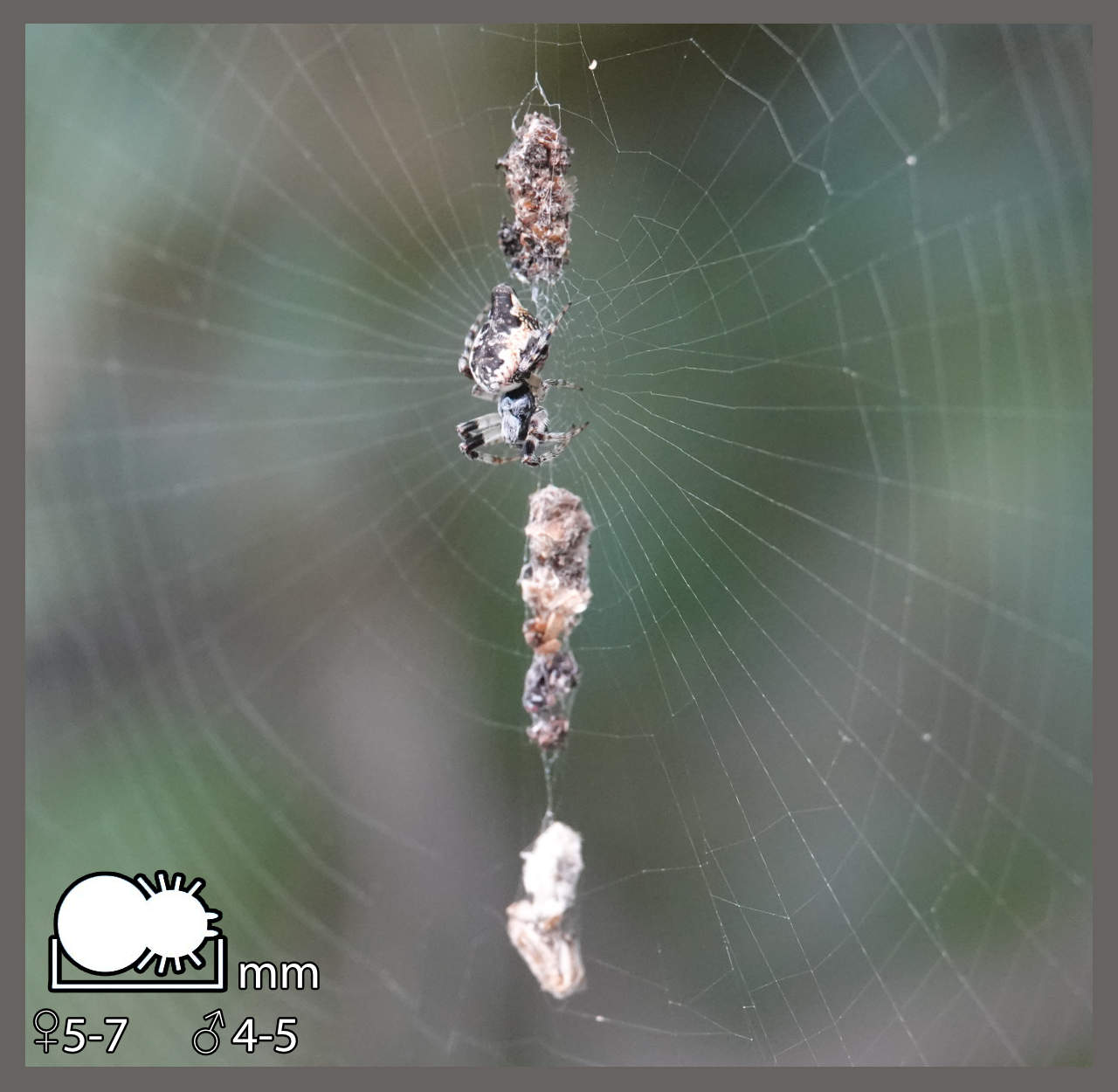 Cycloses - Cyclosa sp. | Identifier un arachnide