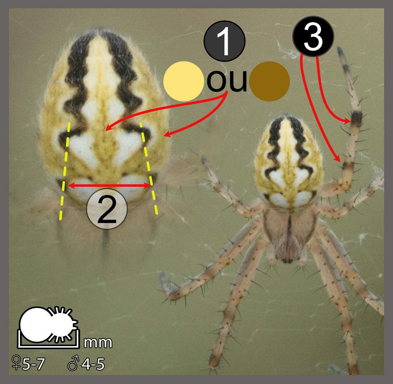 Épeire fougère - Neoscona adianta | Identifier un arachnide