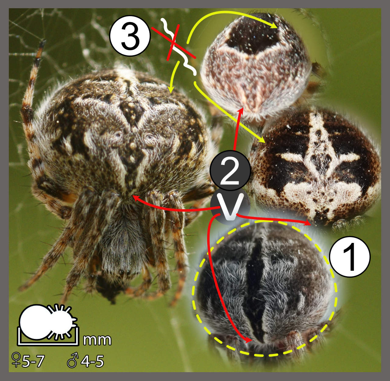 Épeire de velours - Agalenatea redii | Identifier un arachnide