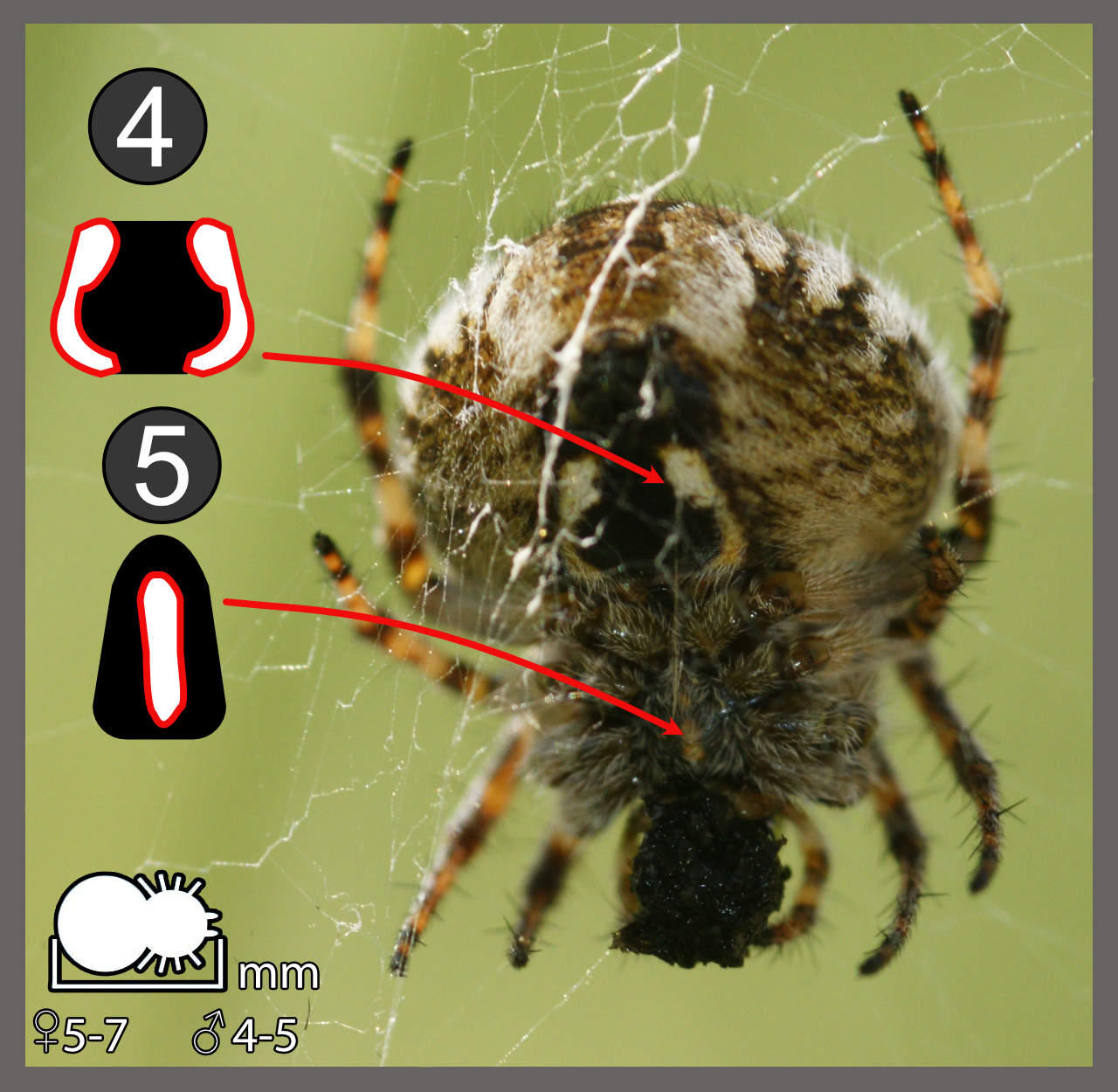 Épeire de velours - Agalenatea redii | Identifier un arachnide