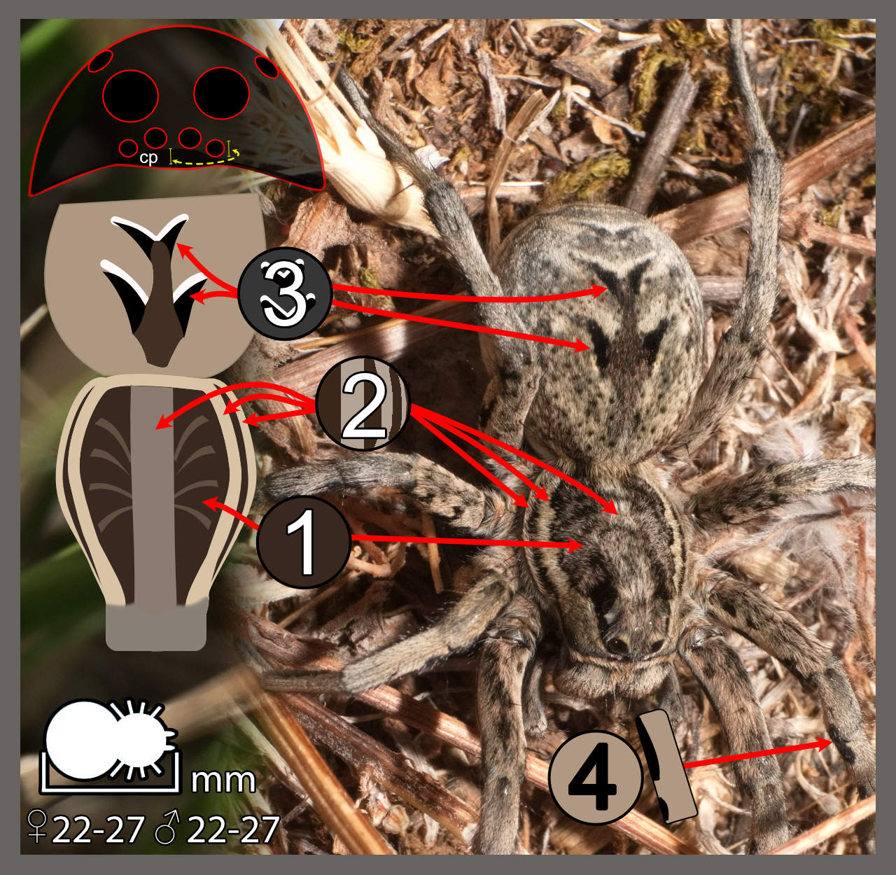 Lycose de Narbonne - Lycosa tarantula | Identifier un arachnide