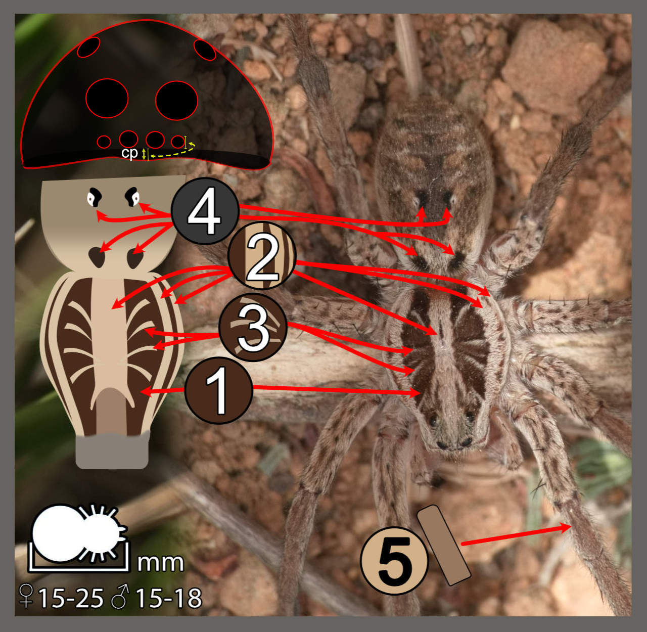 Lycose tarentuline - Hogna radiata | Identifier un arachnide