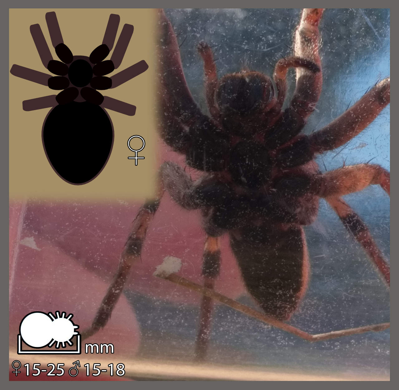 Lycose tarentuline - Hogna radiata | Identifier un arachnide
