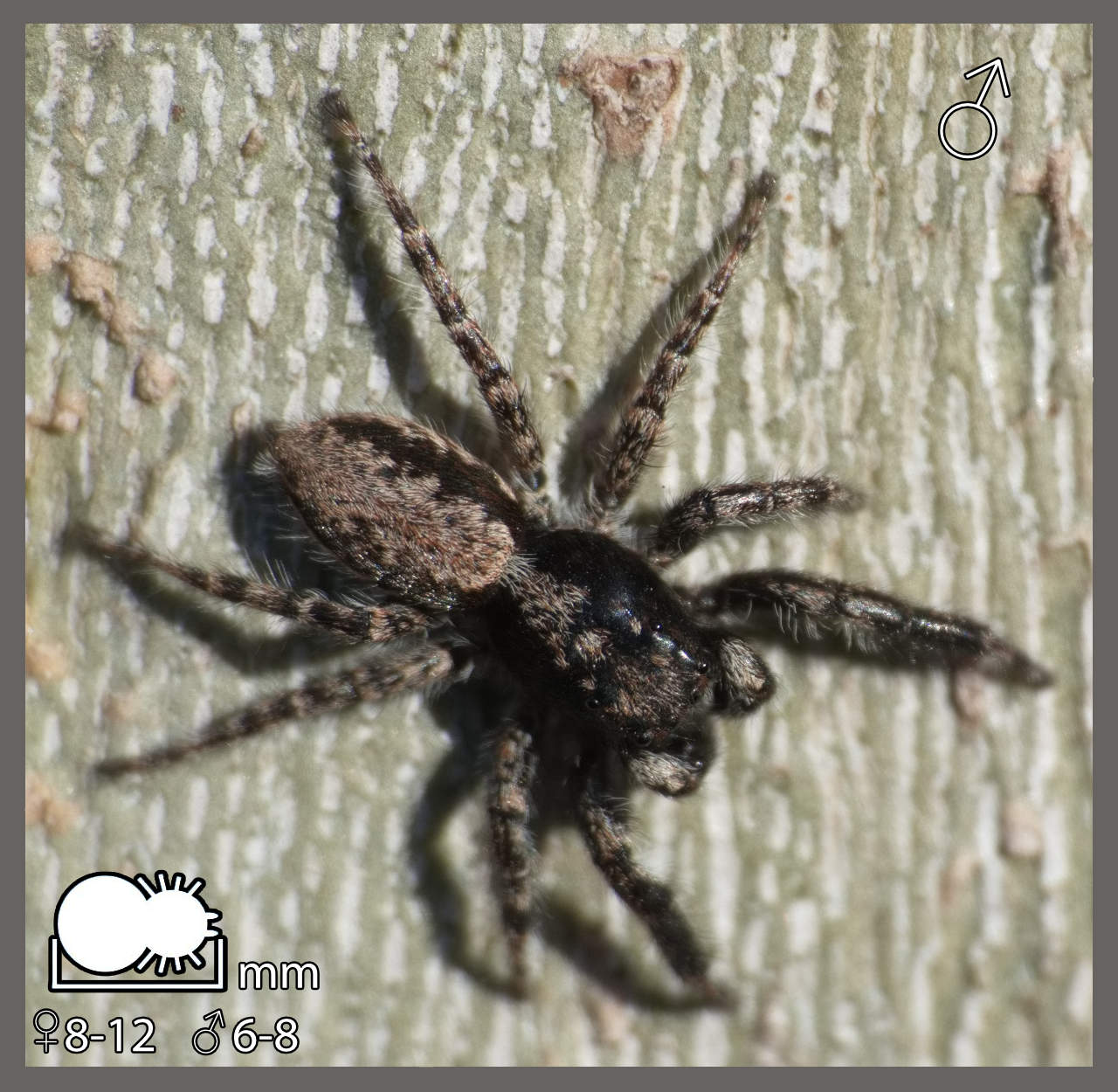 Menemerus taeniatus - Menemerus taeniatus | Identifier un arachnide