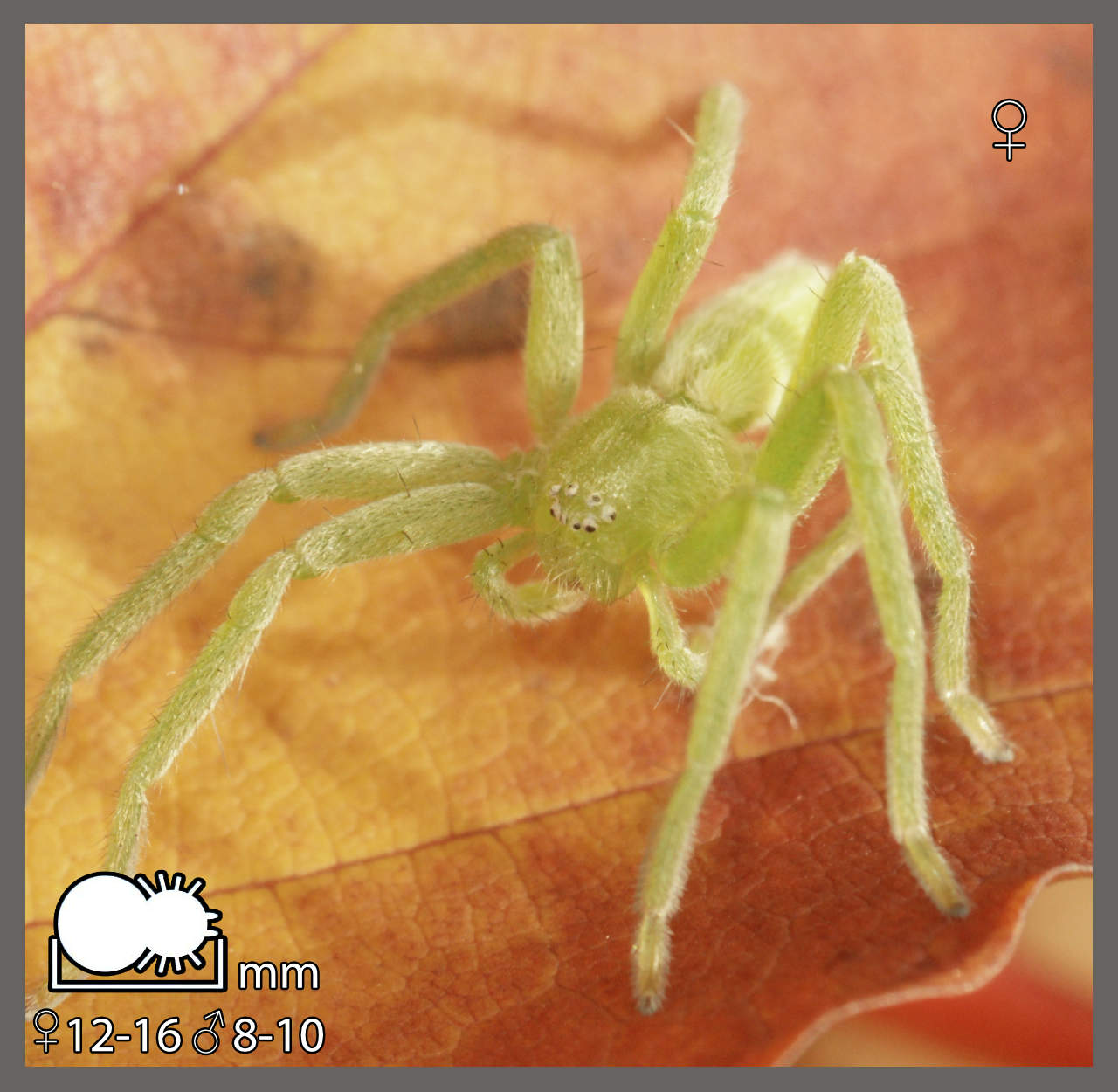 Micrommate vert - Micrommata virescens | Identifier un arachnide