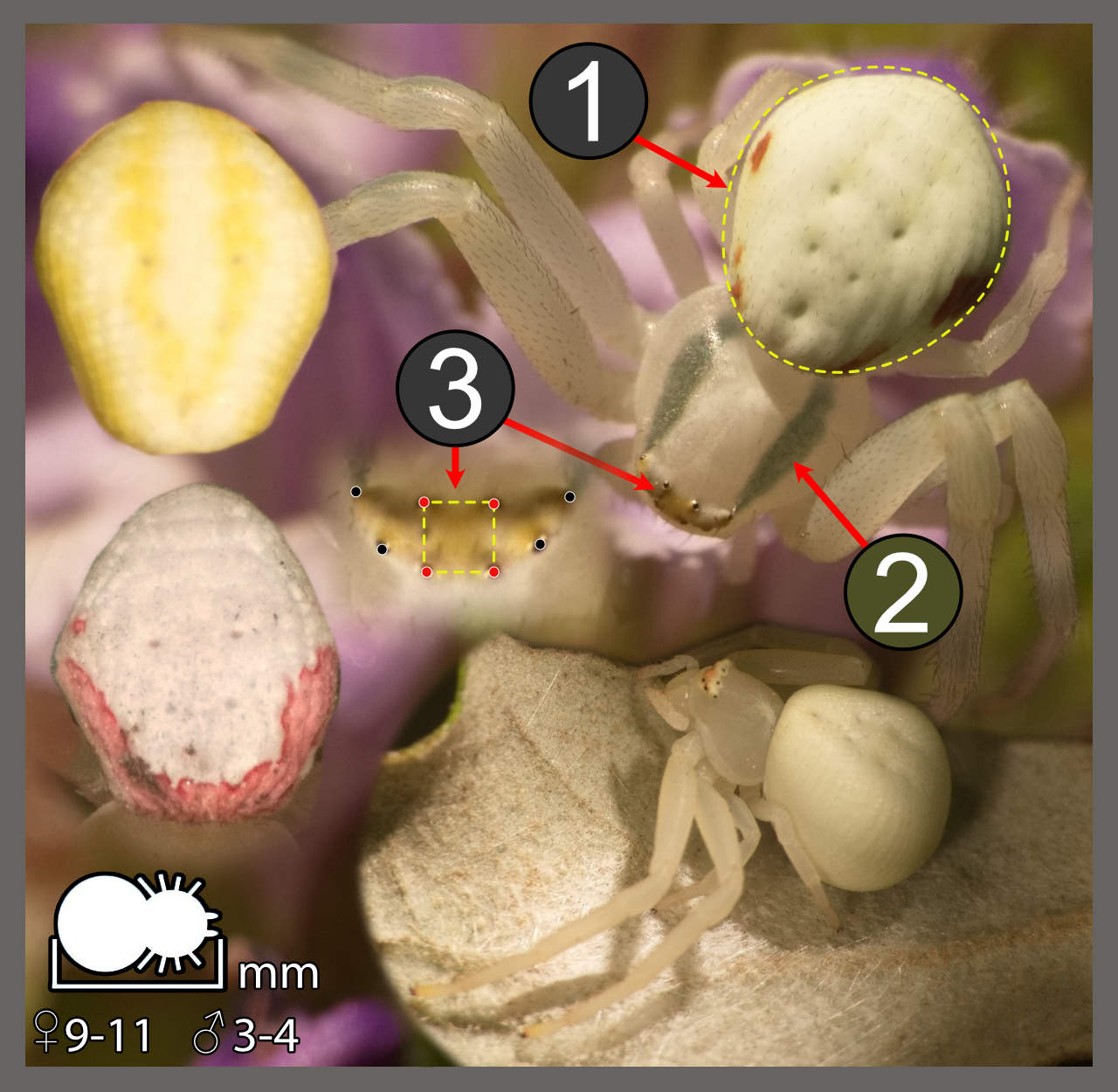 Thomise variable - Misumena vatia | Identifier un arachnide