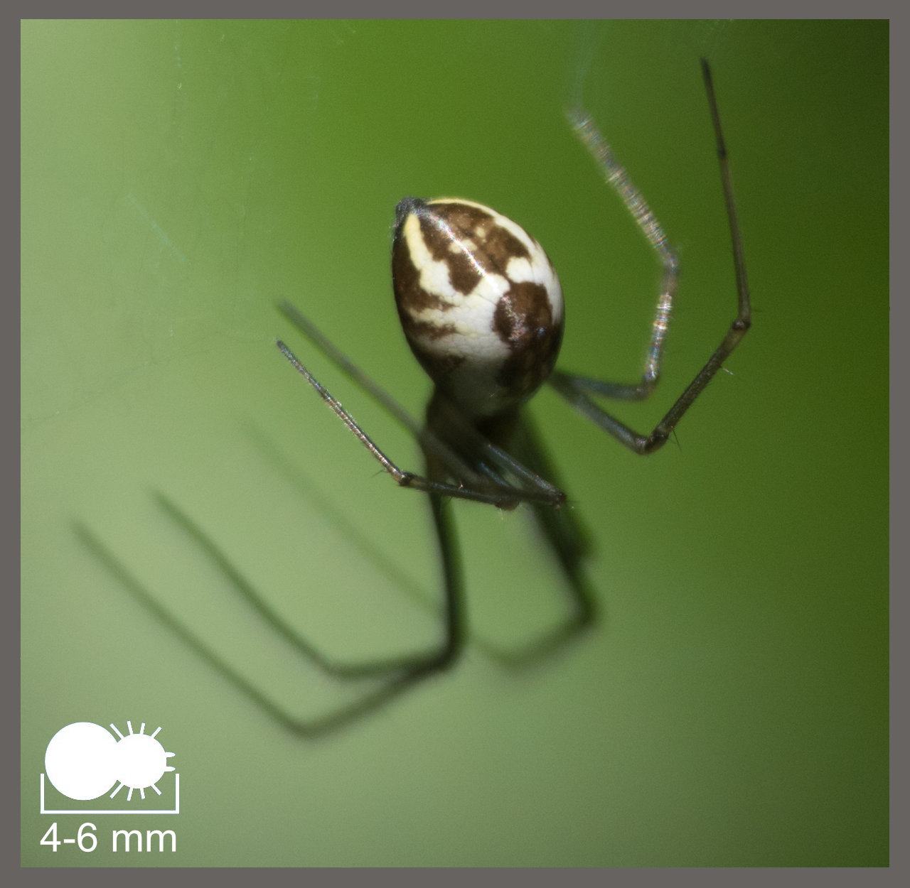 Neriene radiata - Neriene radiata | Identifier un arachnide
