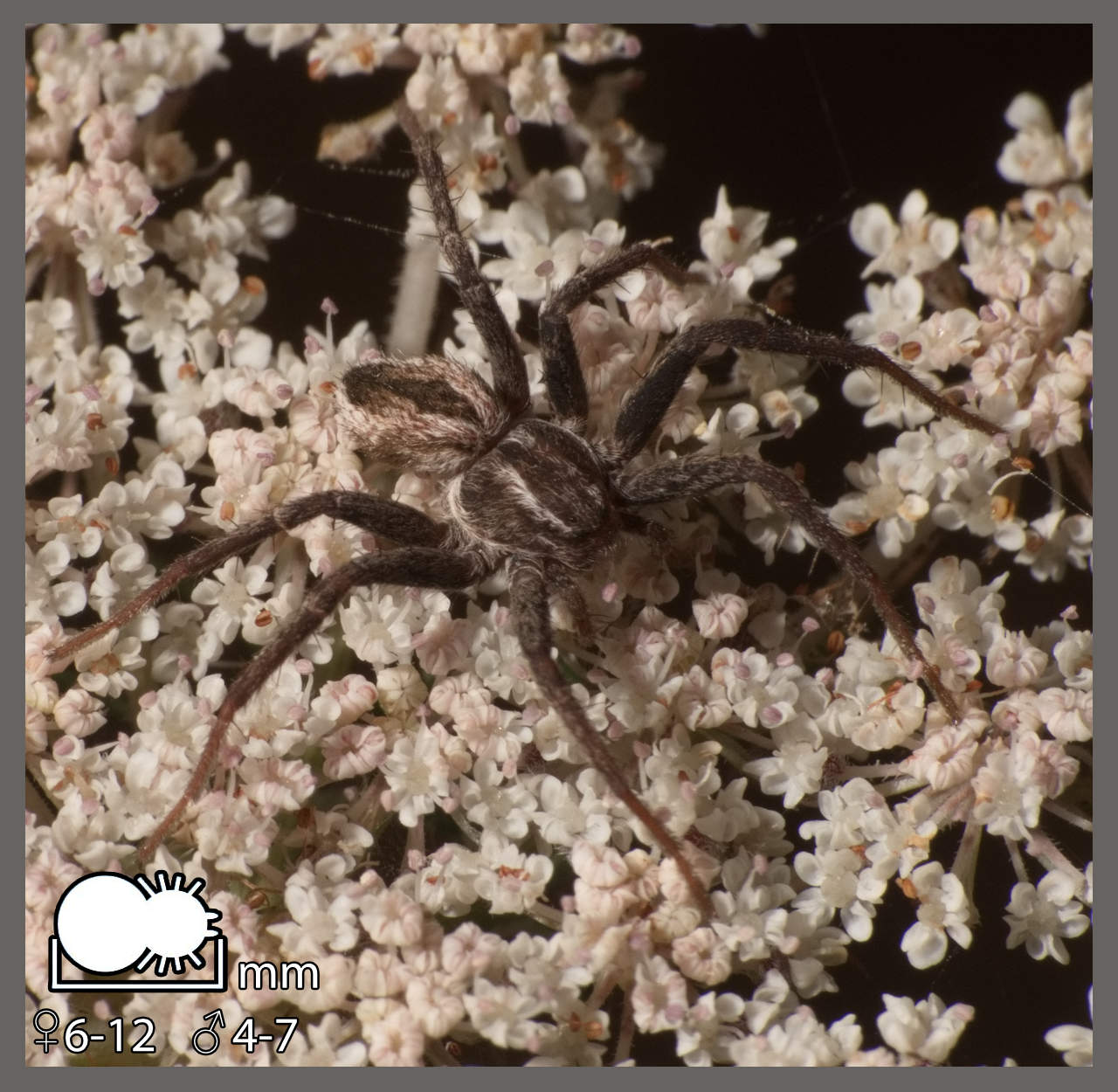 Thanatus - Thanatus sp. | Identifier un arachnide