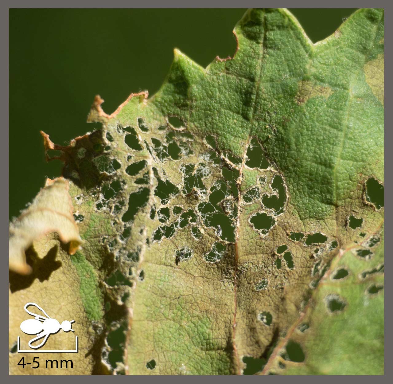 Altise de la vigne - Altica ampelophaga | Identifier un insecte