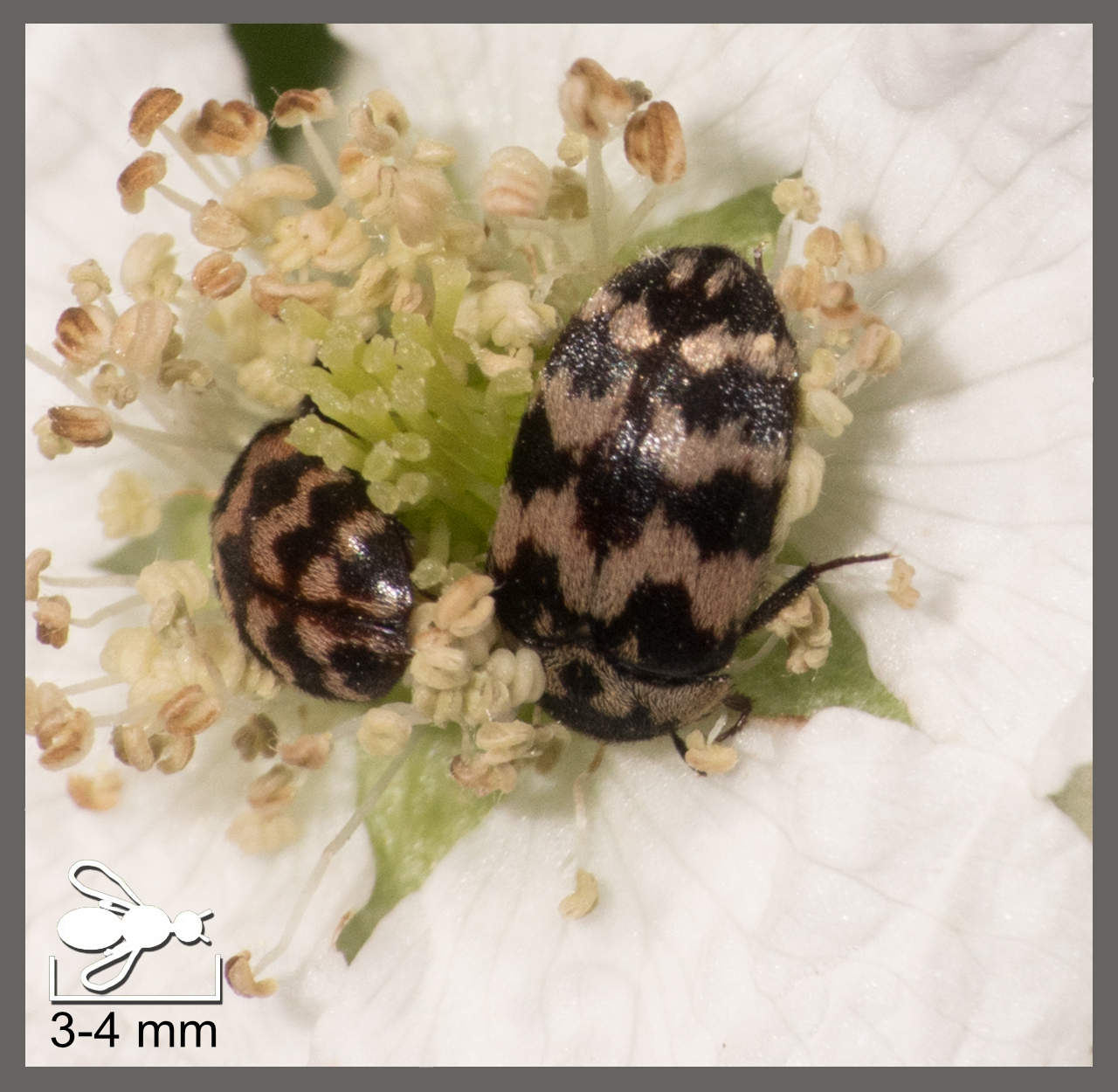 Attagène à trois bandes - Attagenus trifasciatus | Identifier un insecte