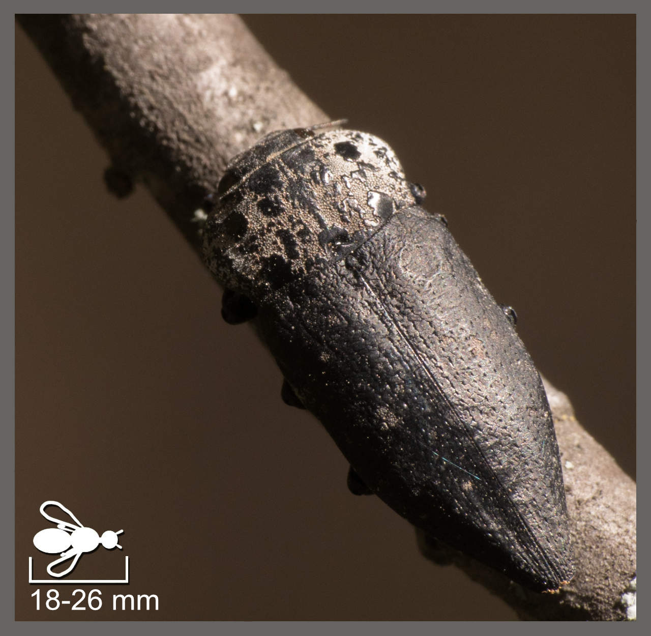 Capnode du Pêcher - Capnodis tenebrionis | Identifier un insecte