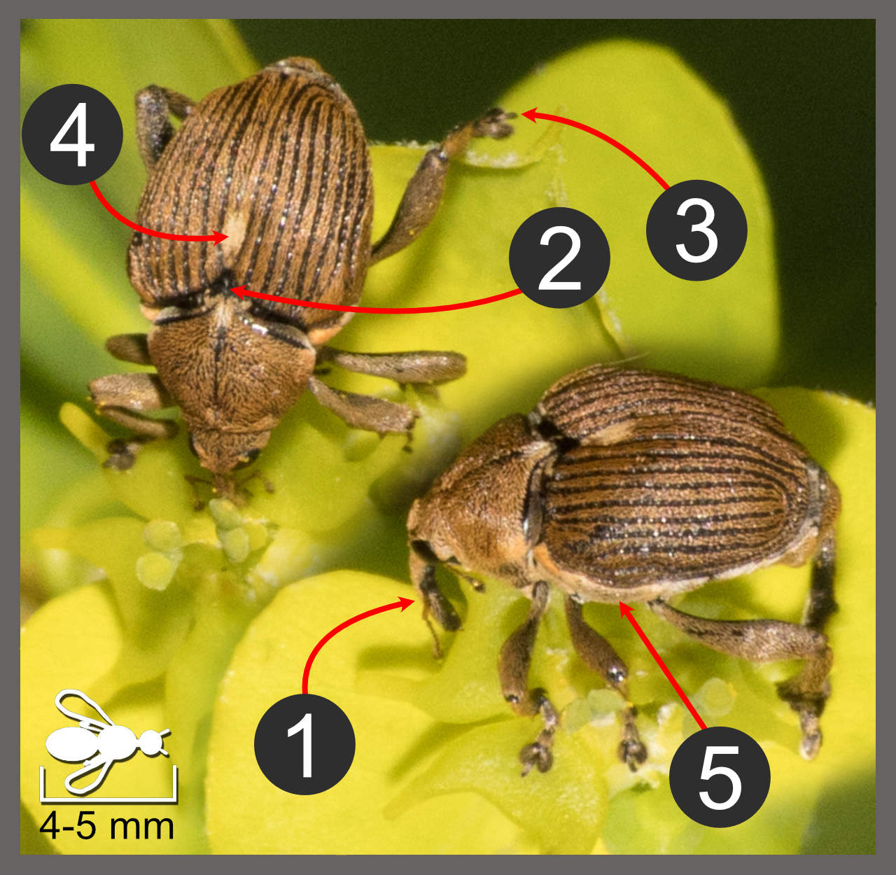 Charançon de l’iris des marais - Mononychus punctumalbum | Identifier ...