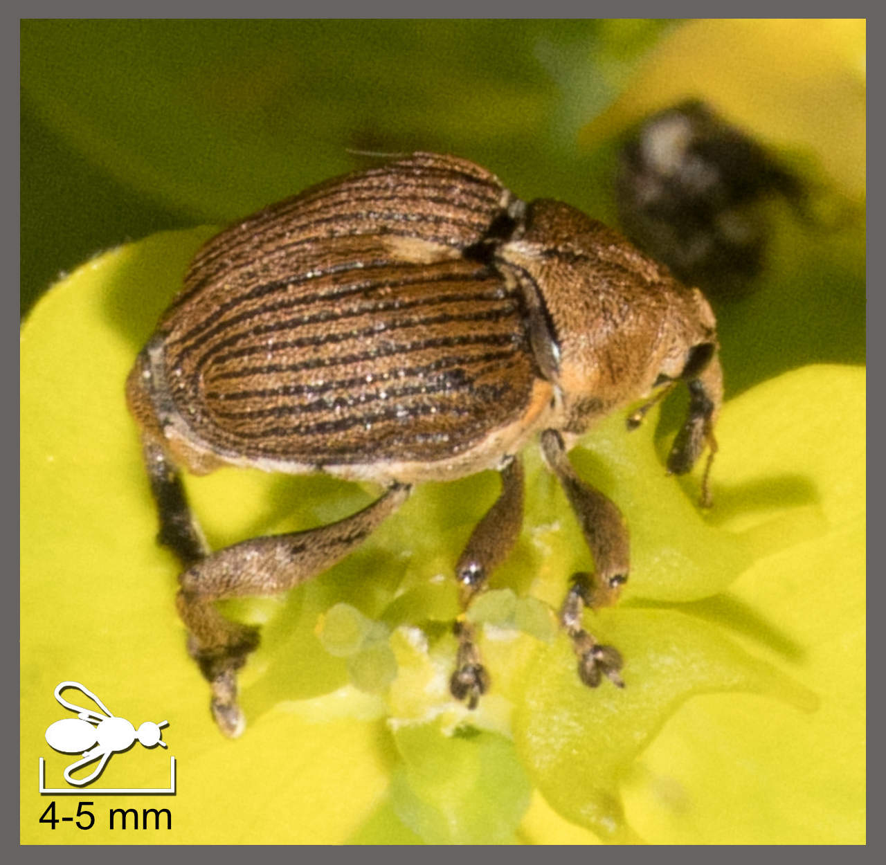 Charançon de l’iris des marais - Mononychus punctumalbum | Identifier ...