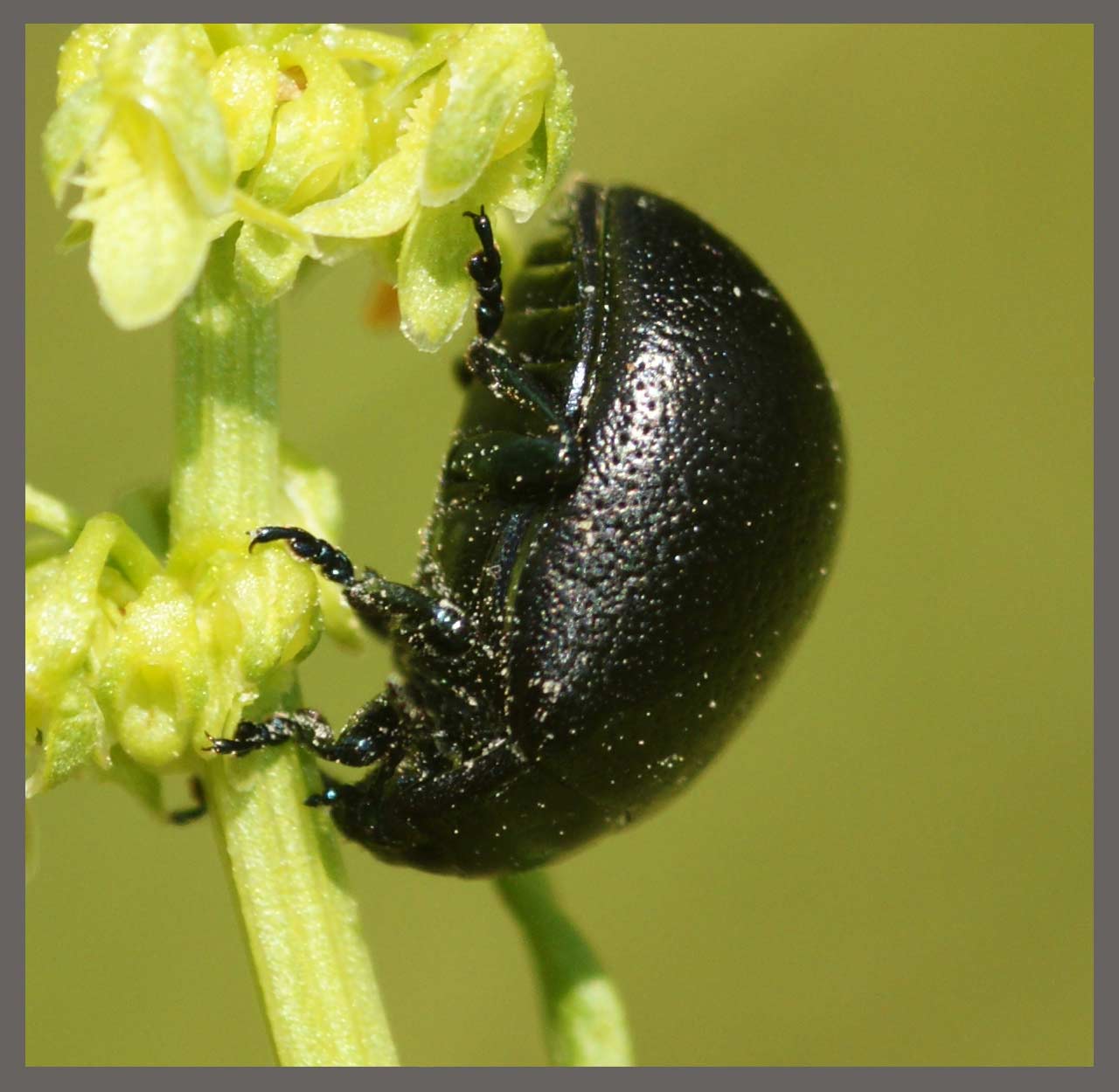 Chrysoline fuligineuse - Chrysolina fuliginosa | Identifier un insecte