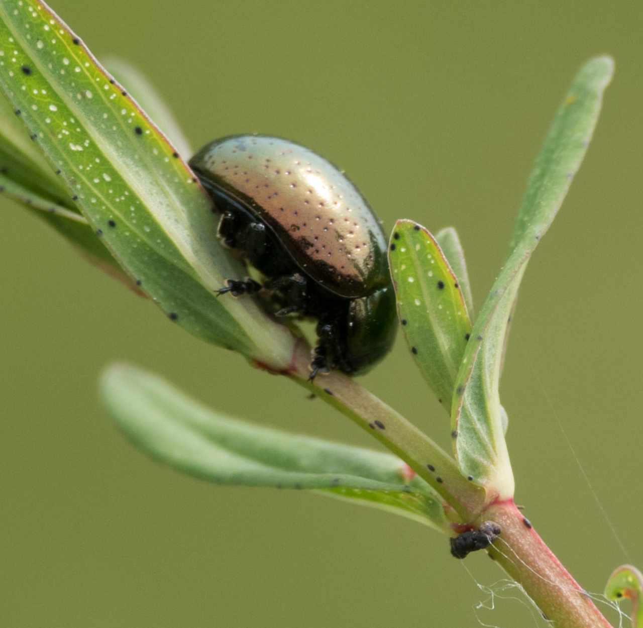 Chrysomèle du millepertuis - Chrysolina hyperici | Identifier un insecte