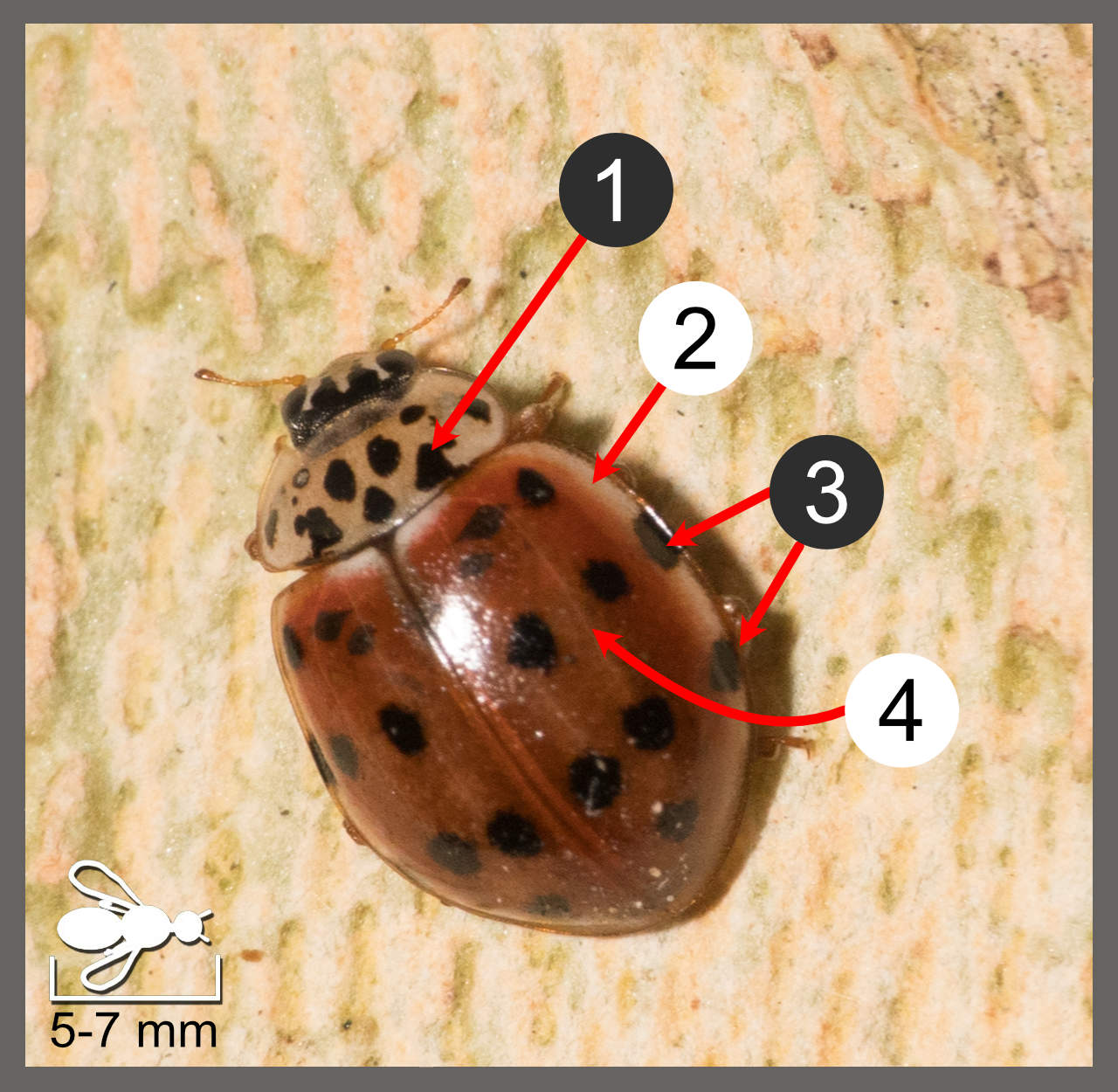 Coccinelle à quatre points - Harmonia quadripunctata | Identifier un ...