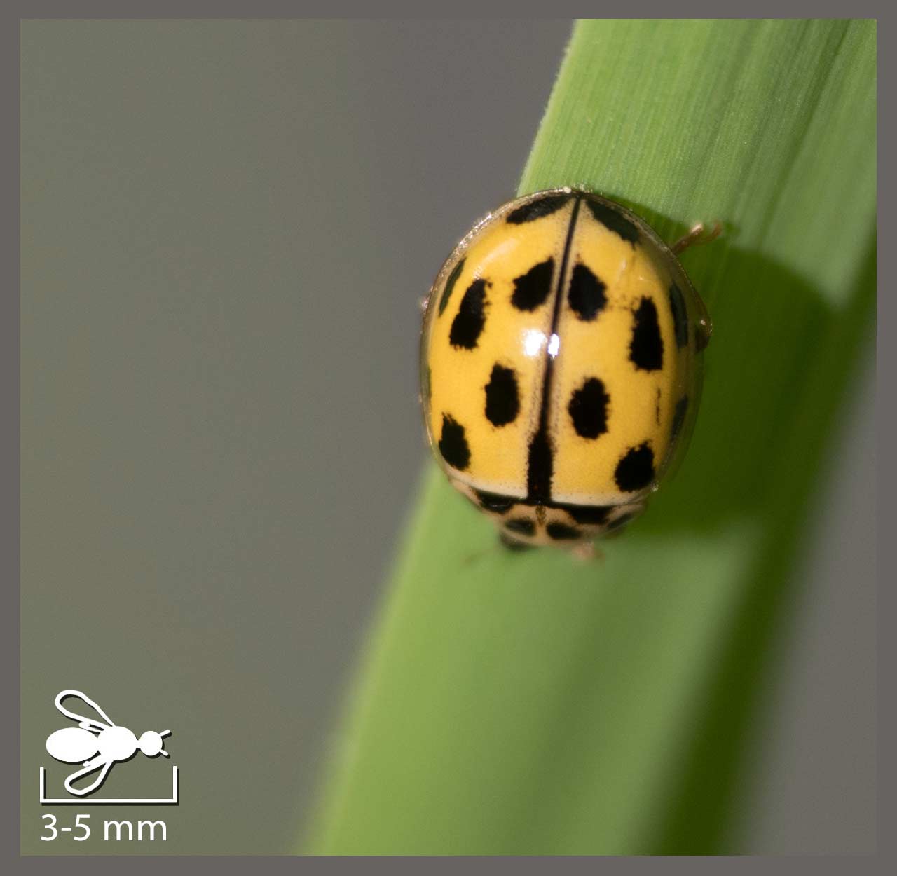 Coccinelle à damier - Propylea quatuordecimpunctata | Identifier un insecte