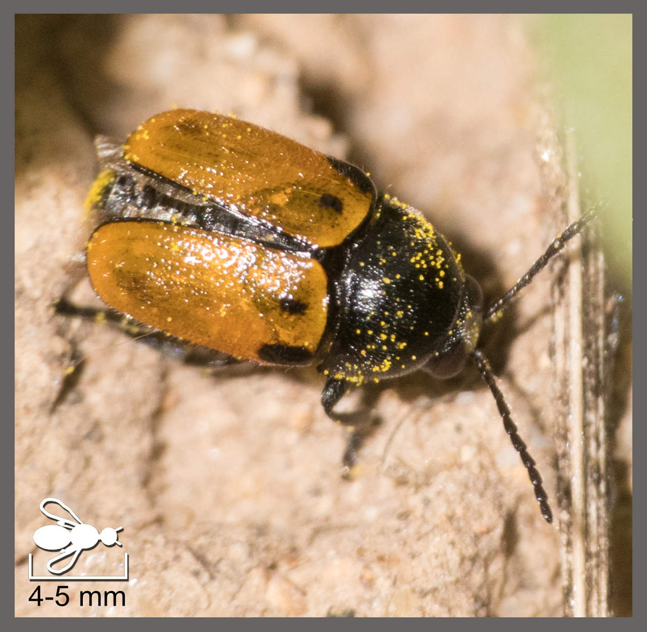 Cryptocéphale à corselet rugueux - Cryptocephalus rugicollis ...