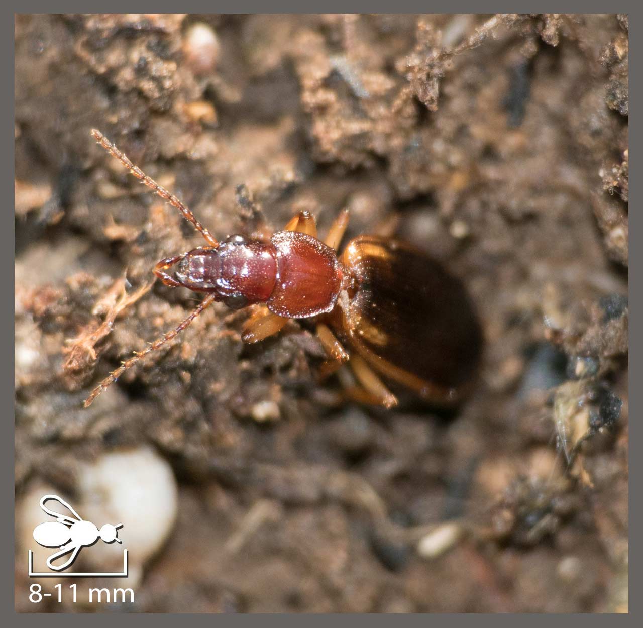 Cyminde axillaire - Cymindis axillaris | Identifier un insecte