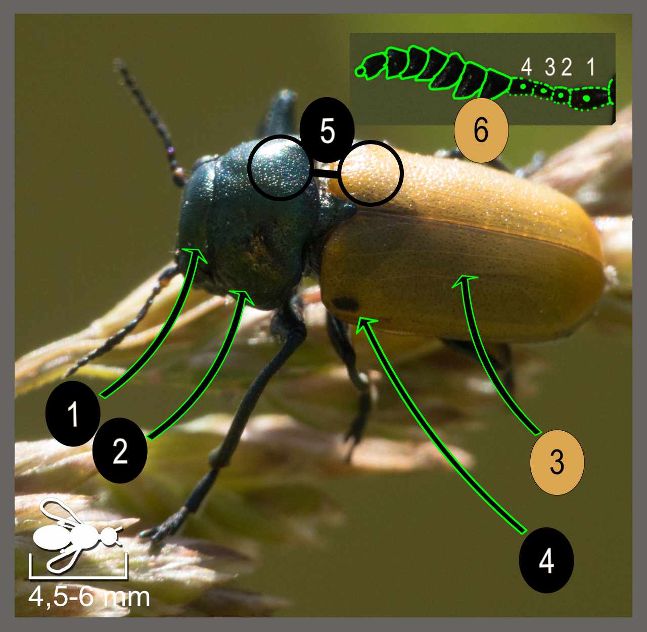Labidostome à longues pattes - Labidostomis longimana | Identifier un ...
