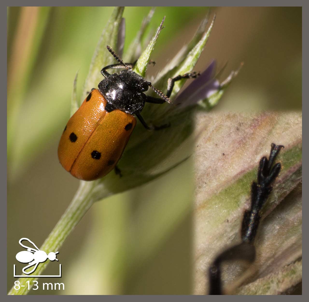 Lachnaias - Lachnaia sp. | Identifier un insecte