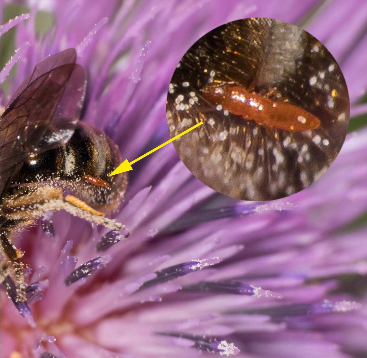 Méloés - Meloe sp. | Identifier un insecte