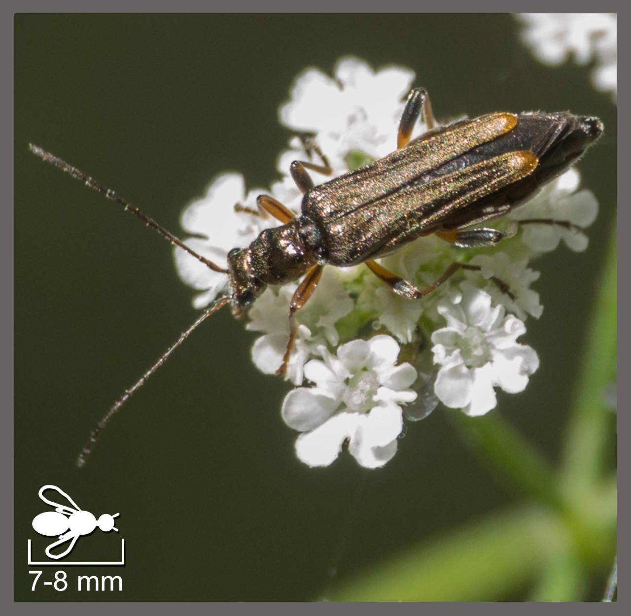 Oedemera barbara - Oedemera barbara | Identifier un insecte