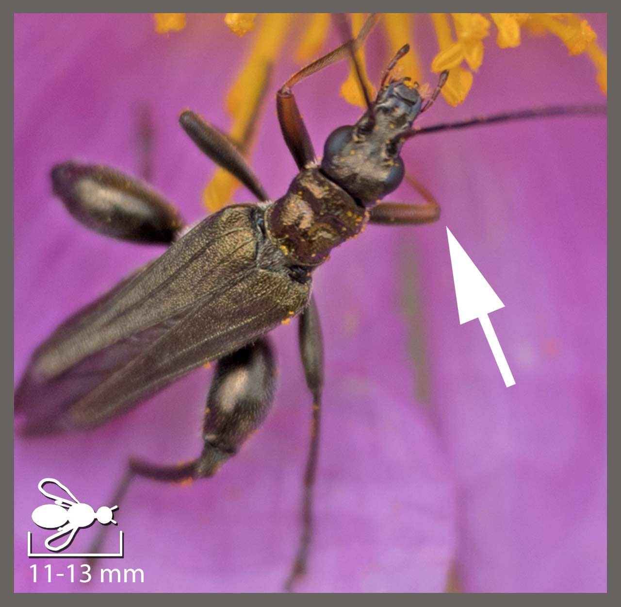 Oedémère à pattes jaunes - Oedemera flavipes | Identifier un insecte