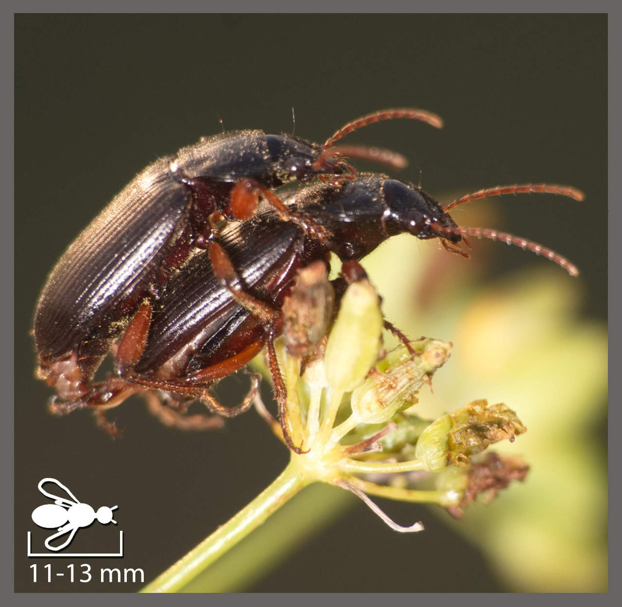 Ophonus incisus - Ophonus incisus | Identifier un insecte