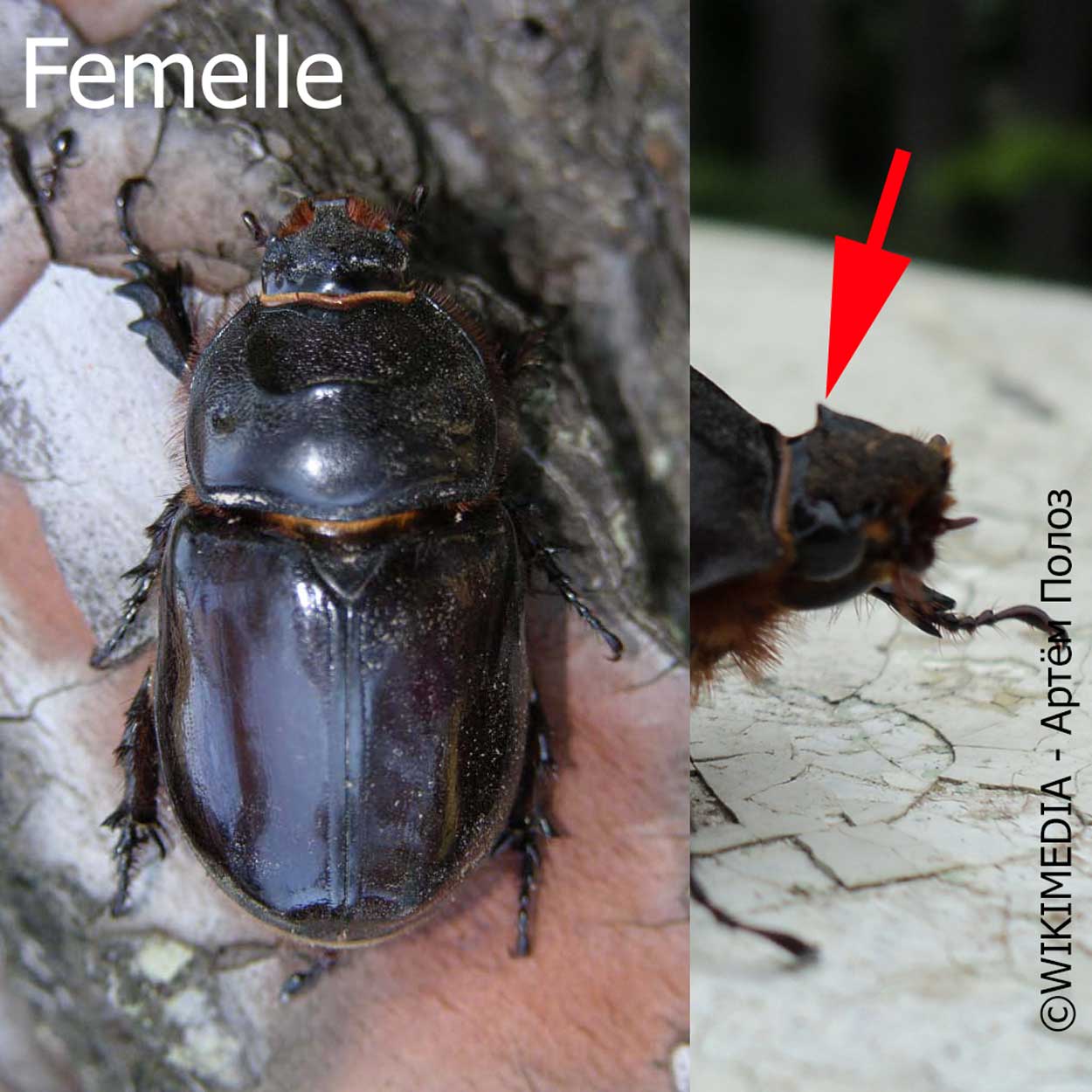 Rhinocéros - Oryctes nasicornis | Identifier un insecte