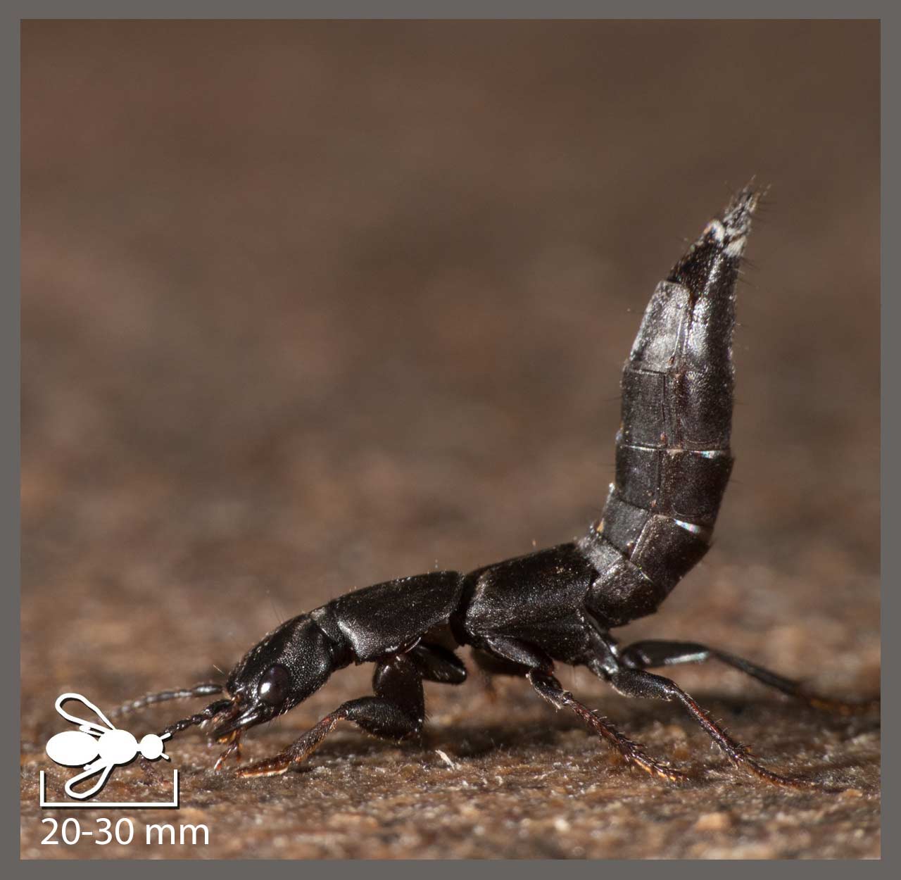 Staphylins - Ocypus et autres genres | Identifier un insecte