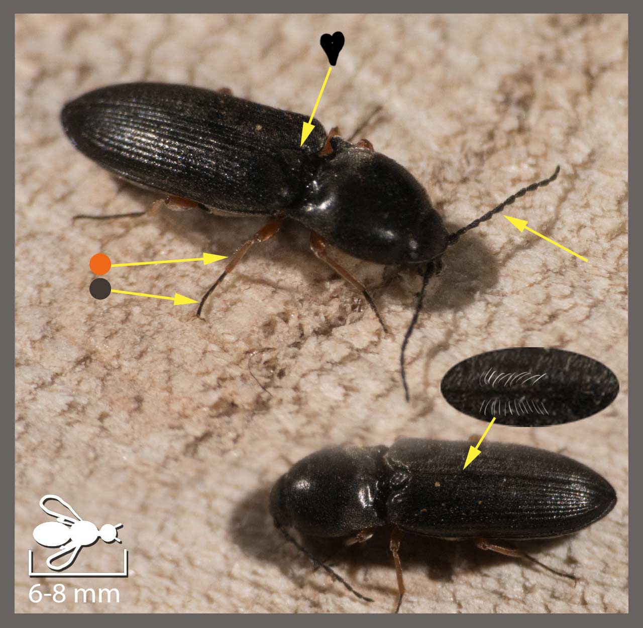 Taupin noir à pattes fauves - Cardiophorus rufipes | Identifier un insecte