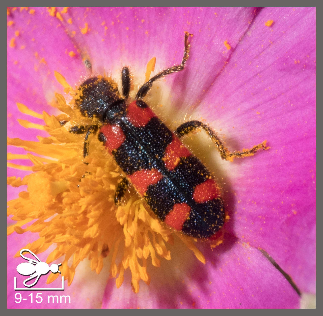 Clairon à épaulettes - Trichodes leucopsideus | Identifier un insecte