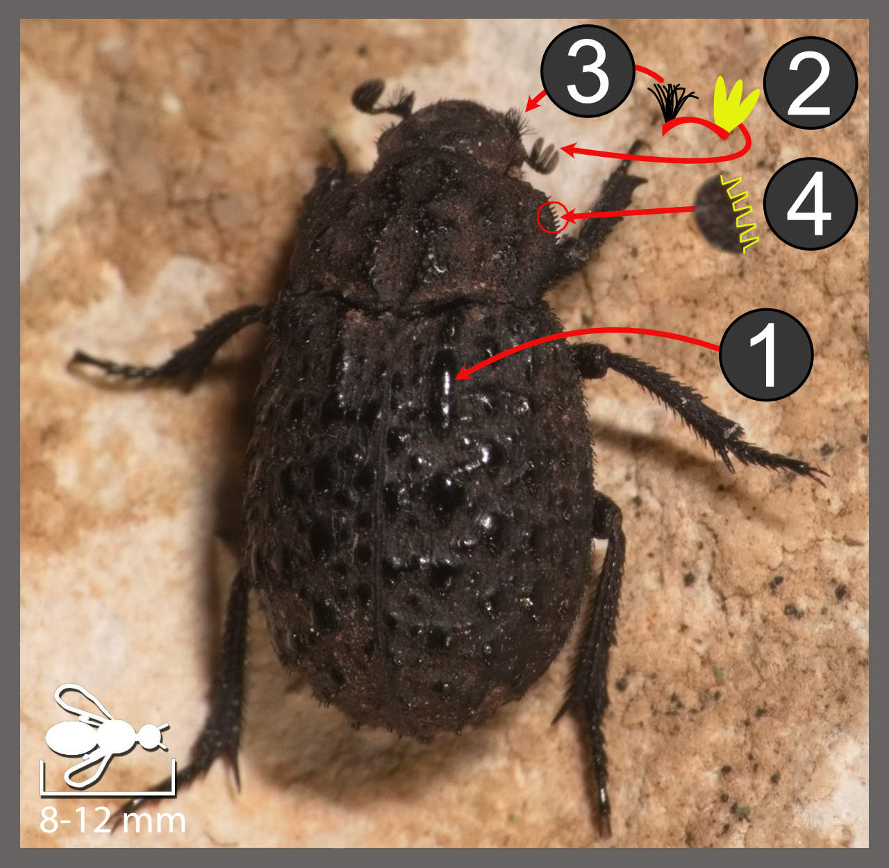 Trox perlé - Trox perlatus | Identifier un insecte