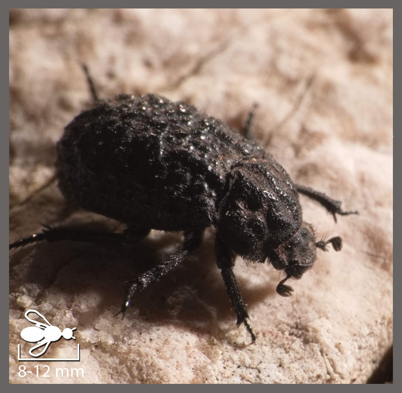 Trox perlé - Trox perlatus | Identifier un insecte