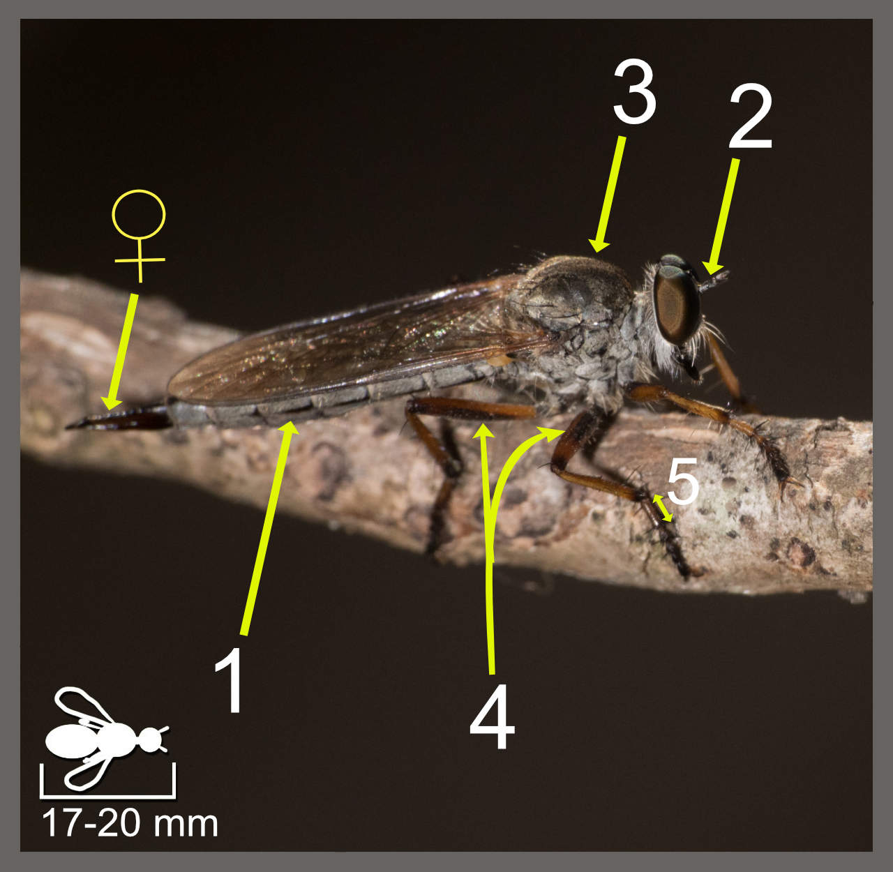 Aneomochtherus confusus - Aneomochtherus confusus | Identifier un insecte