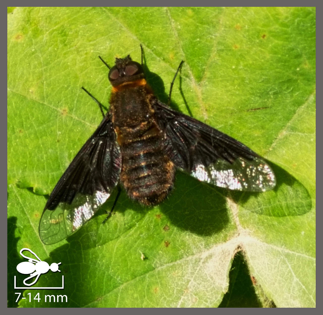 Anthracine morio - Hemipenthes morio | Identifier un insecte
