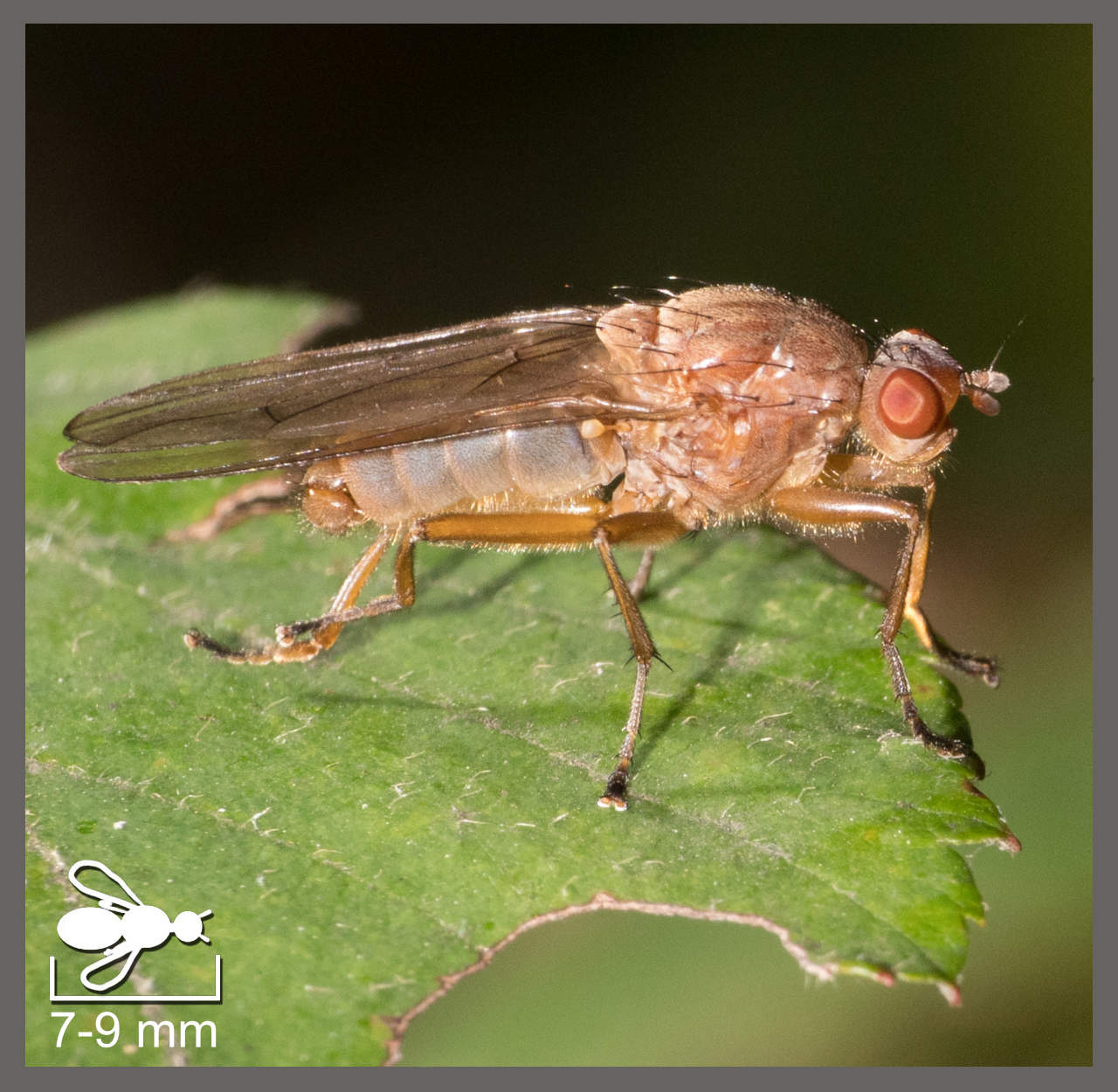 Dryomyze jaunâtre - Dryomyza flaveola | Identifier un insecte