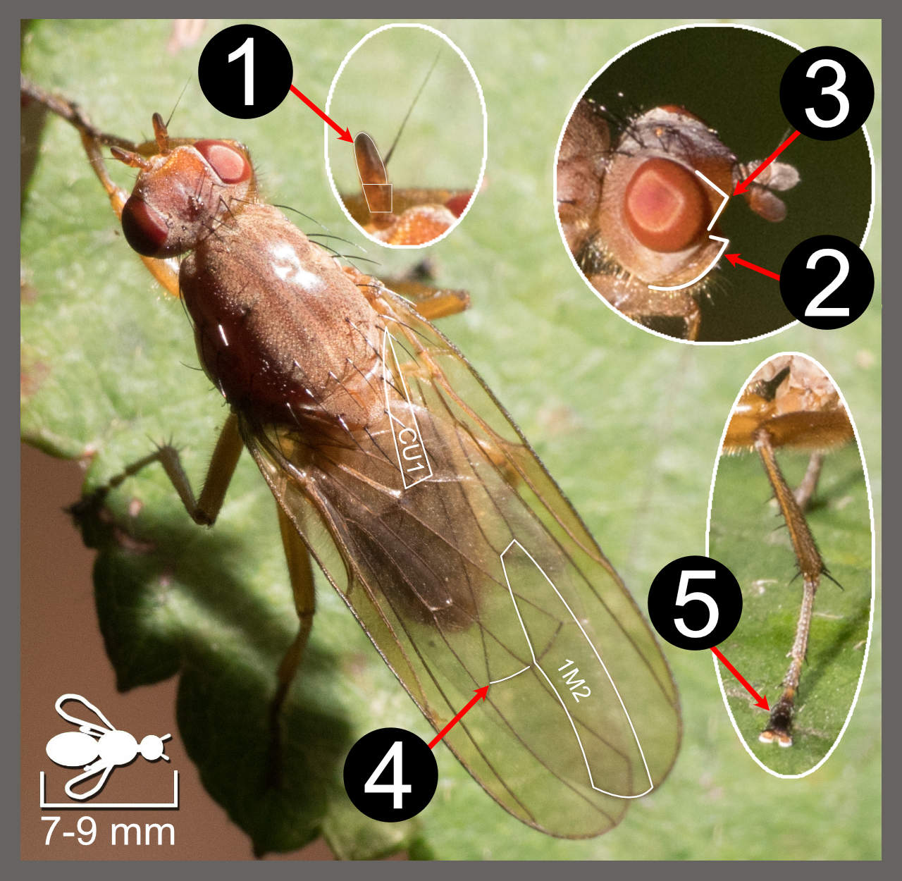 Dryomyze jaunâtre - Dryomyza flaveola | Identifier un insecte