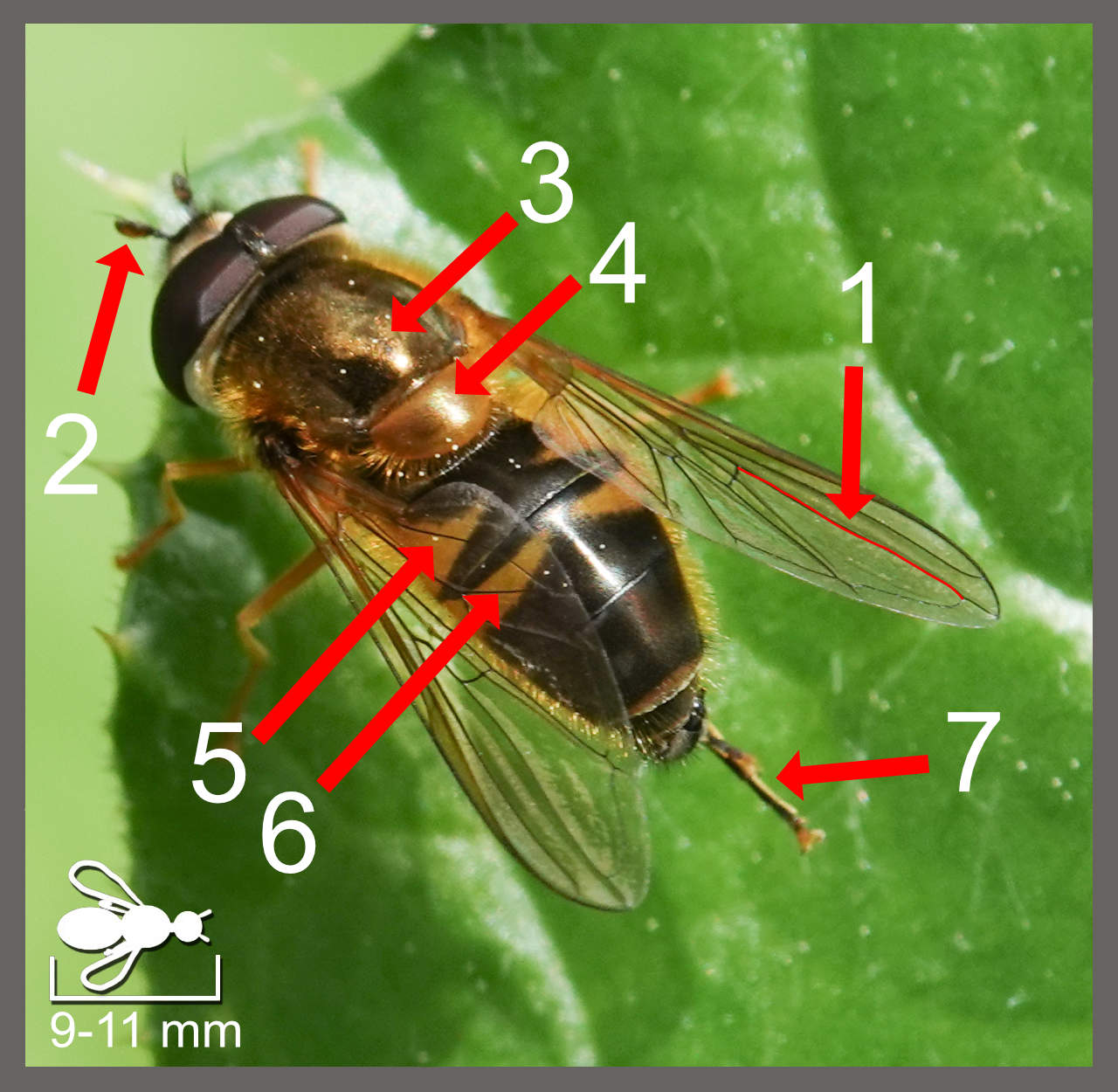 Syrphe élégant - Epistrophe eligans | Identifier un insecte
