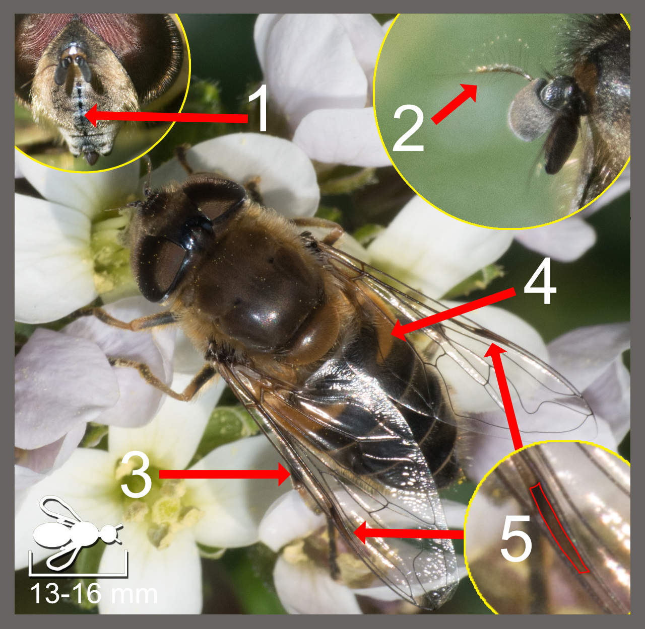 Eristalis similis - Eristalis similis | Identifier un insecte