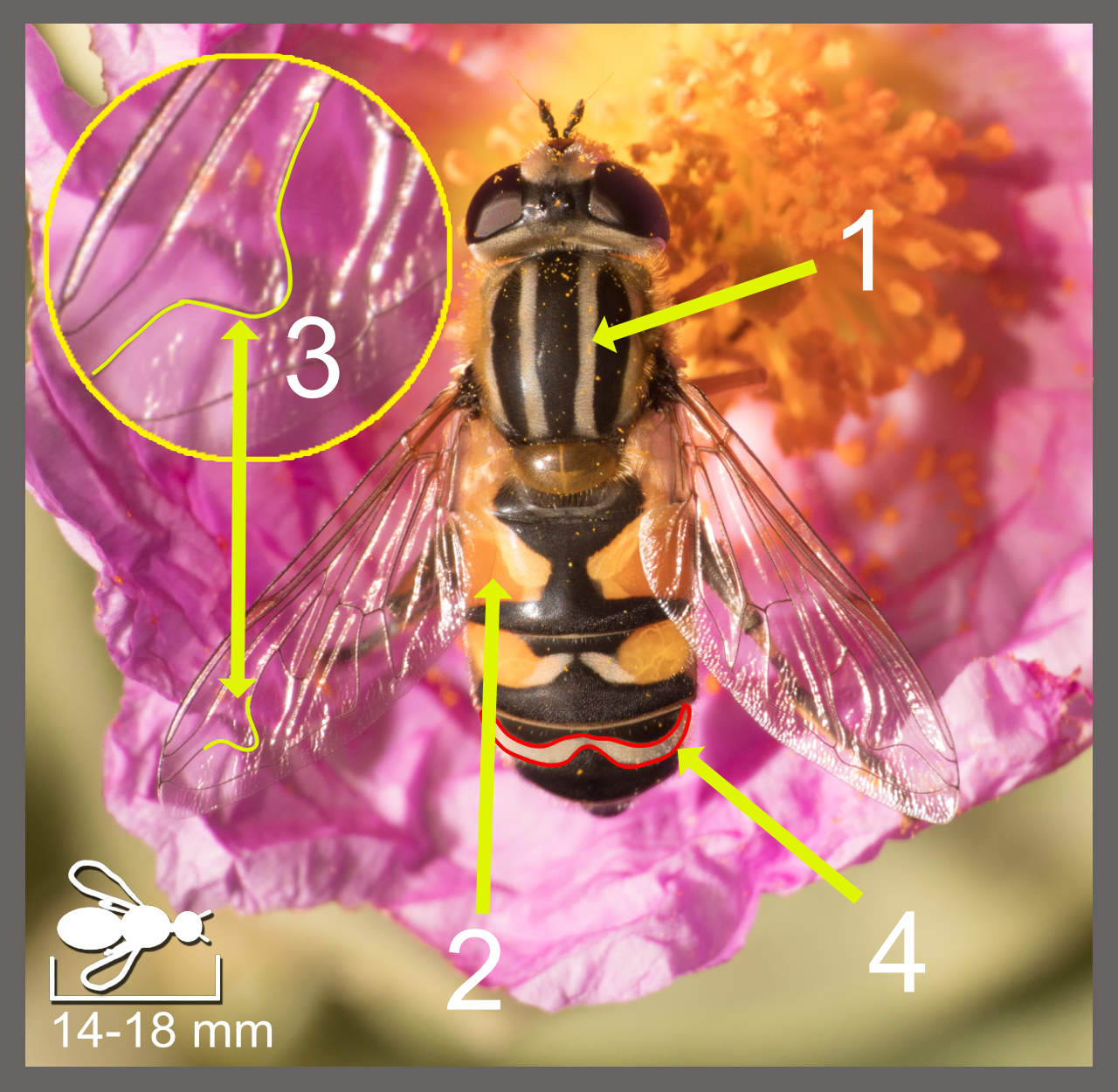 Hélophile à bandes grises - Helophilus trivittatus | Identifier un insecte