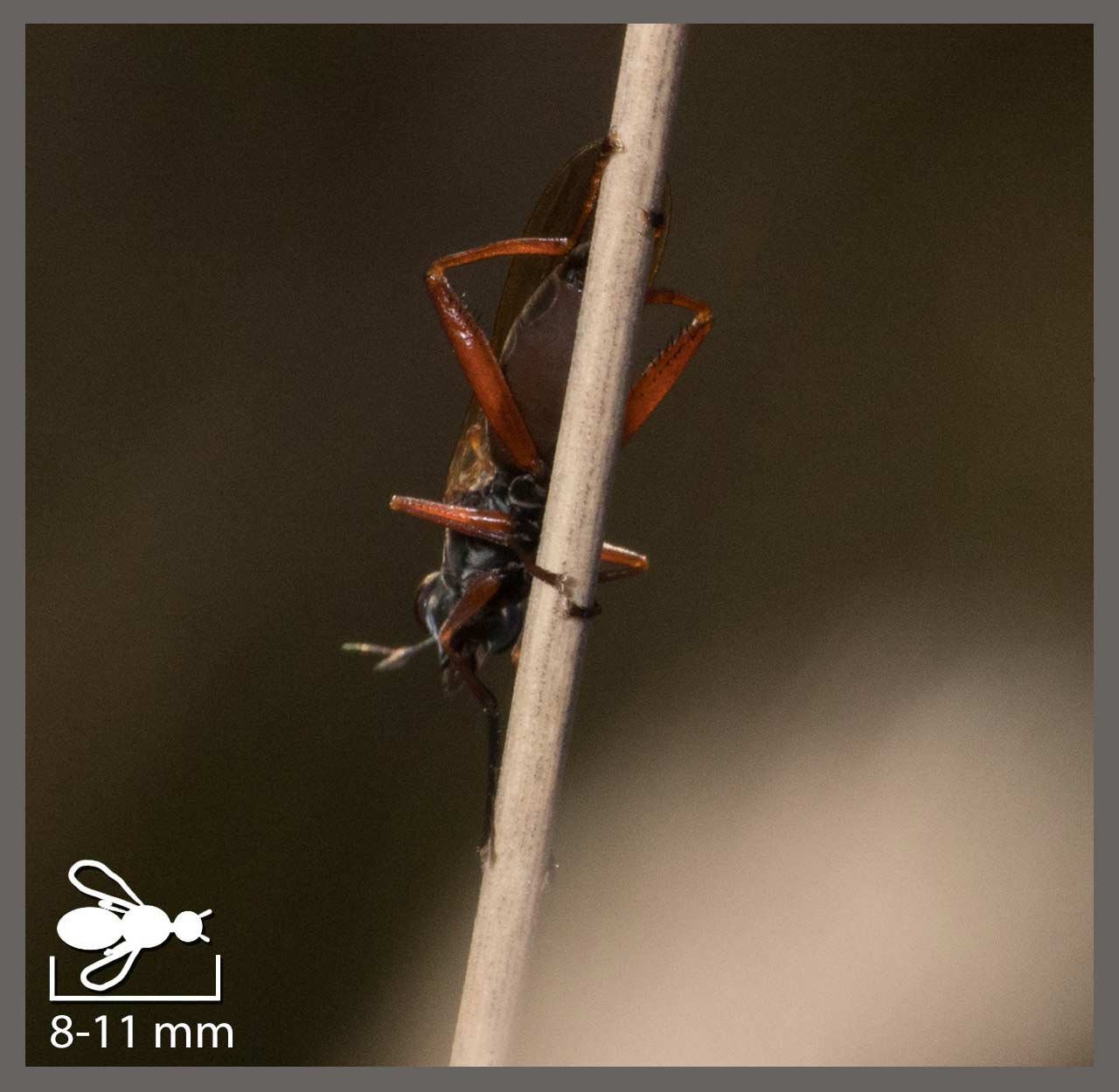 Sépédon sphex - Sepedon sphegea | Identifier un insecte