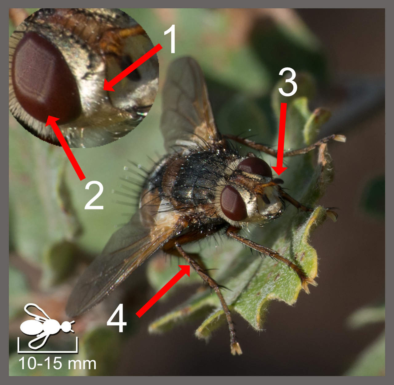 Tachinaire hérissonne - Tachina fera | Identifier un insecte