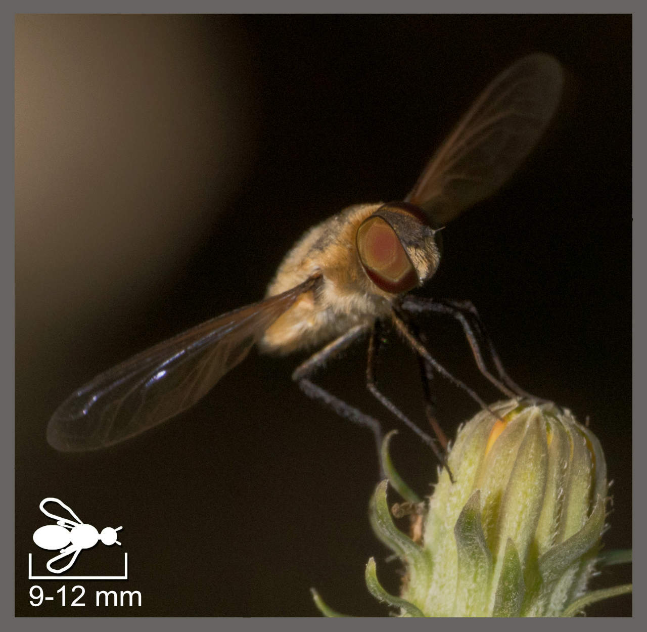Villa cingulata - Villa cingulata | Identifier un insecte
